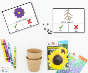 5 Parts of a Plant for Kids with Special Needs Ideas • Cultivating ...